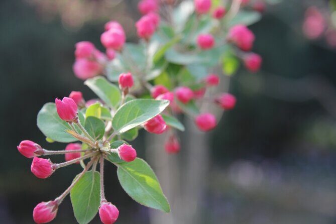 Flower day-trip in Beijing Olympic Forest Park - The Experience’s Strengths and Considerations