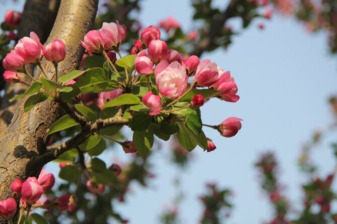 Flower day-trip in Beijing Olympic Forest Park - The Sum Up: Who Will Love This Tour?