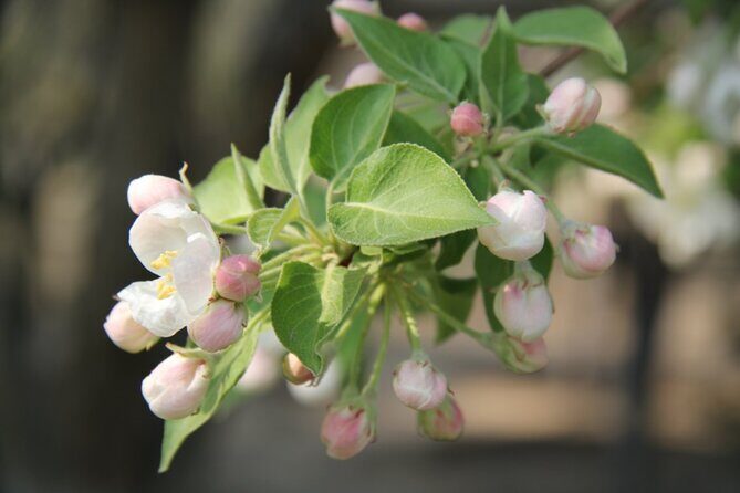 Flower day-trip in Beijing Olympic Forest Park - FAQ