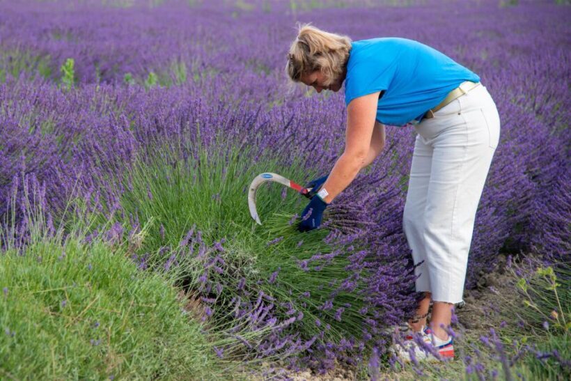 Flowers picking and essential oil distillation workshop - Key Points
