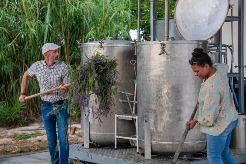 Flowers picking and essential oil distillation workshop - An Authentic Taste of Provence’s Aromatic Heritage