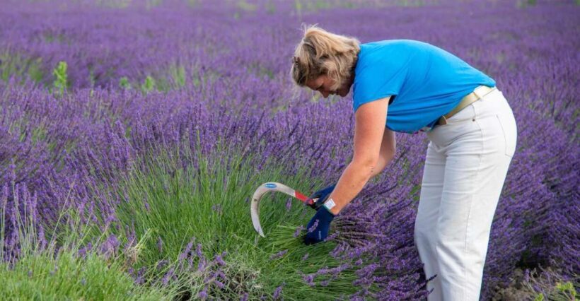 Flowers picking and essential oil distillation workshop - What Do the Reviews Say?