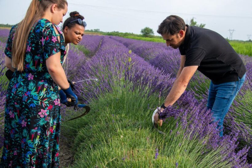 Flowers picking and essential oil distillation workshop - The Sum Up: Who Will Love This Experience?