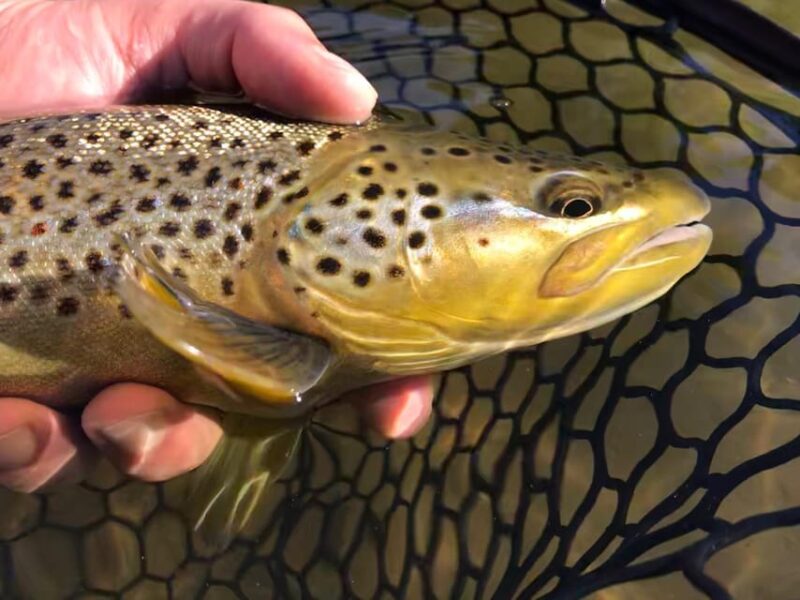 Fly Fish Utah Blue Ribbon Trout Waters - Price and Value
