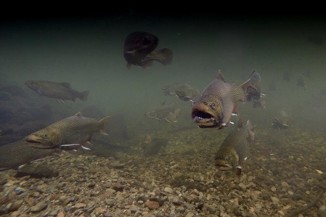 Fly Fishing Guided Experiences - An Overview of the Experience