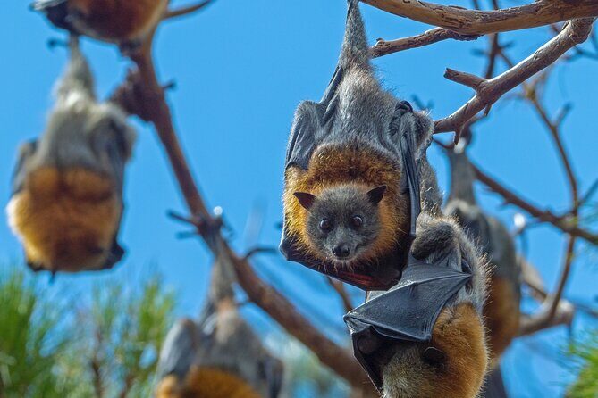 Flying Fox Experience, Thousands of Australia's Largest Bat - An Engaging Introduction to the Bat World