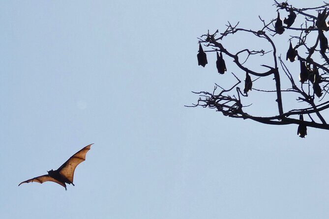 Flying Fox Experience, Thousands of Australia's Largest Bat - The Sum Up