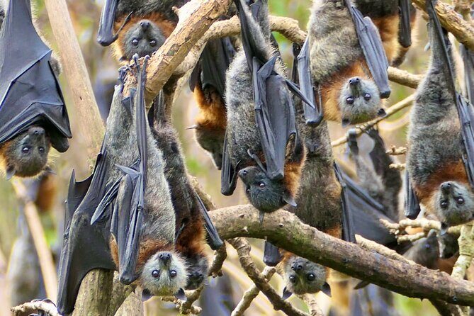 Flying Fox Experience, Thousands of Australia's Largest Bat - FAQs