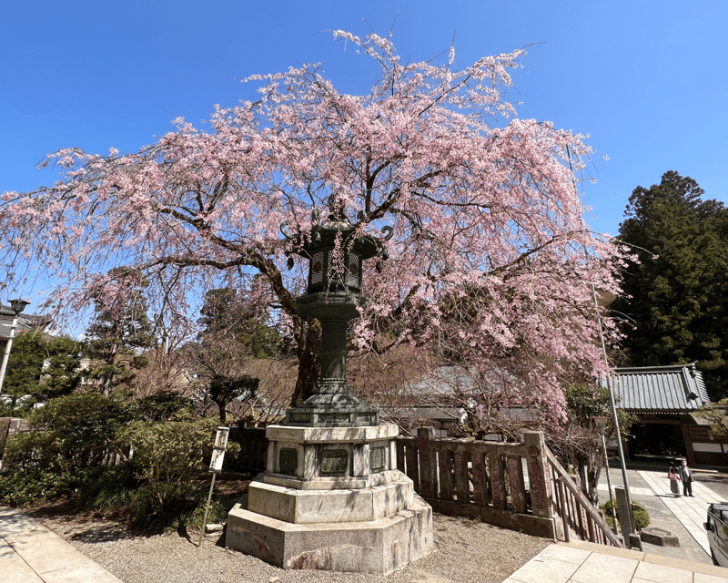 Fm Odawara: Forest Bathing and Onsen With Healing Power - Train and Bus Ride to Daiyuzan Saijoji Temple