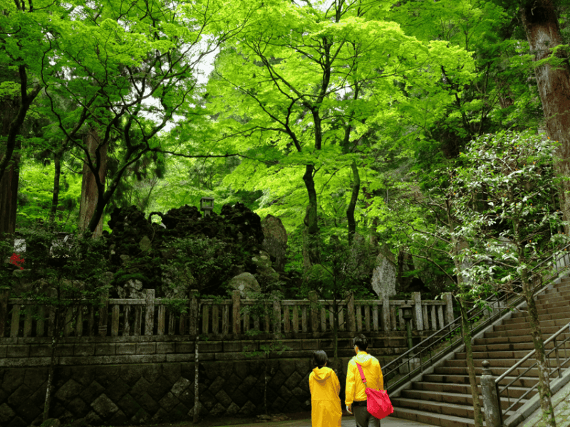 Fm Odawara: Forest Bathing and Onsen With Healing Power - Forest Walk Among 500-Year-Old Cedar Trees