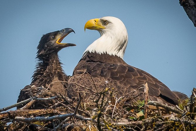 Focus on Haines Private Nature / Photography tour - The Cost and Value