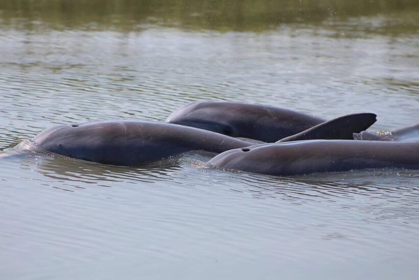 Folly Beach Dolphin Viewing Boat Excursion - A Genuine, Balanced Look at the Experience