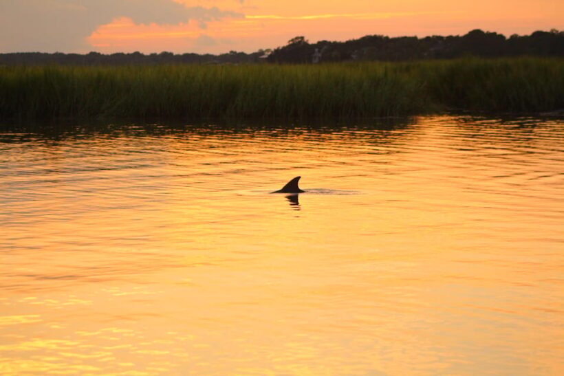 Folly Beach Dolphin Viewing Boat Excursion - The Bottom Line