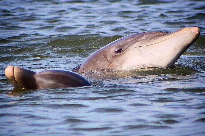 Folly Beach Dolphin Viewing Boat Excursion and Estuary Tour - Authentic Perspectives from Past Travelers