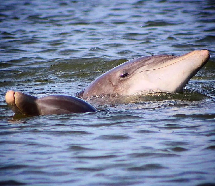 Folly Beach Dolphin Viewing Boat Excursion - Final Thoughts