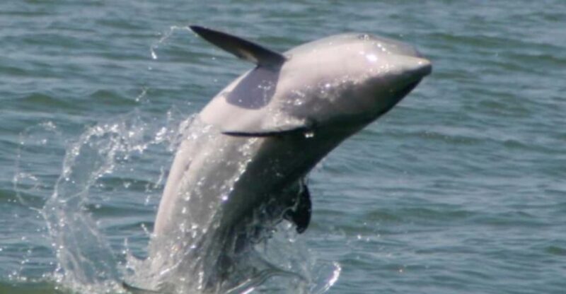 Folly Beach: Morning Dolphin Boat Trip to Morris Island - FAQs