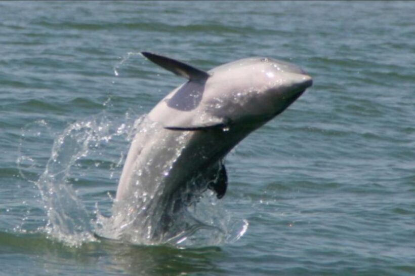 Folly Beach: Sunset Dolphin Boat Tour to Morris Island - The Value of This Tour