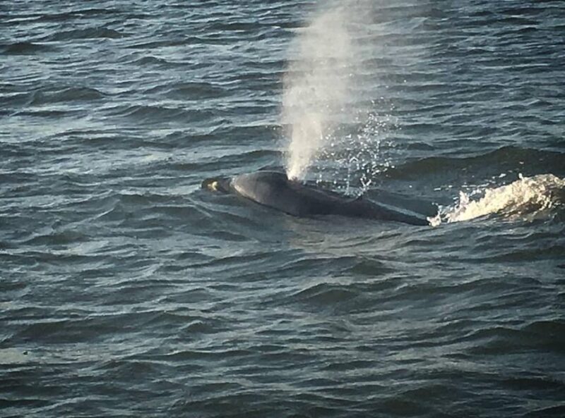 Folly Beach: Sunset Dolphin Boat Tour to Morris Island - Authentic Experiences from Real Travelers