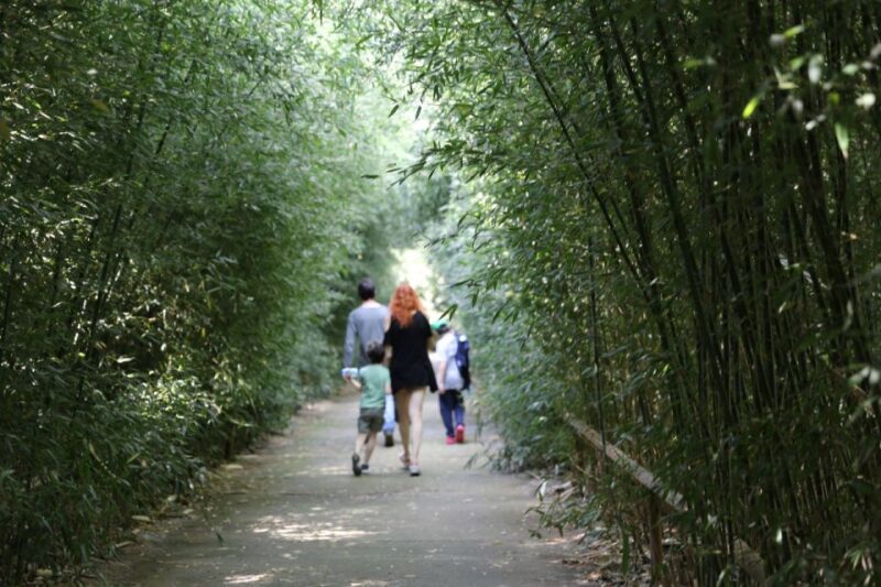 Fontanellato: Labirinto della Masone Full-Day Entry Ticket - Navigating the Bamboo Maze