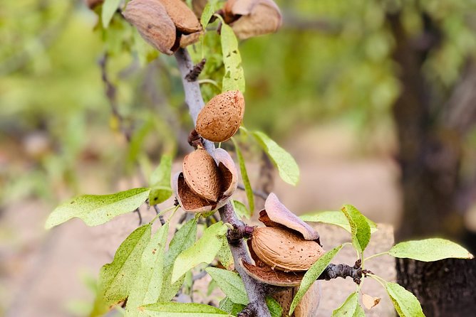 Food Experience at Our Farm in Noto Hills - Key Points