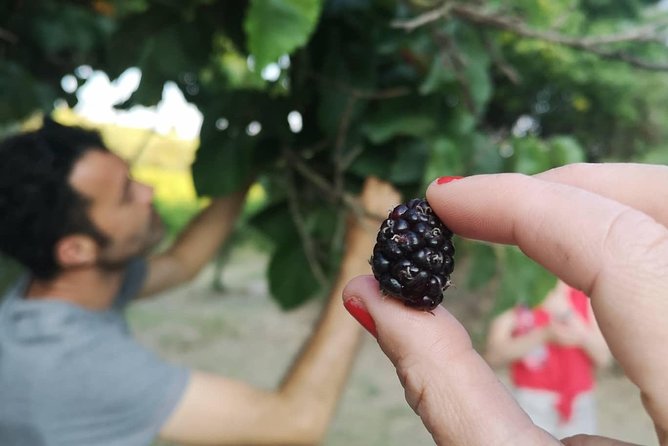 Food Experience at Our Farm in Noto Hills - Preparing the Delicious Farm-to-Table Lunch or Dinner