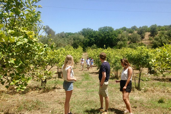 Food Experience at Our Farm in Noto Hills - Sampling the Farms Olive Oil, Wines, and Limoncello