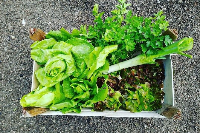 Food Experience with a local in Praiano - Final Thoughts