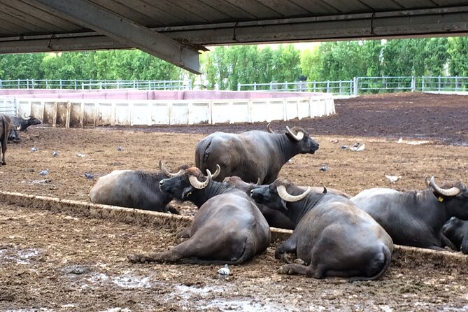 Food Gastronomic Tour - Key Points