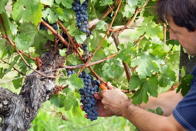 Food & Wine Tour: 11- Course Lunch, Cooking Class, Wine Tasting - Unique Aspects of the Tour