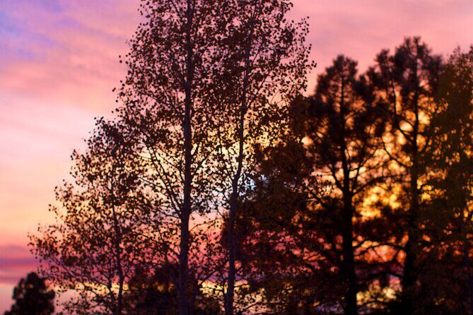 Forest Bathing and Meditation on Mt Lemmon - Authentic Reviews and Insights
