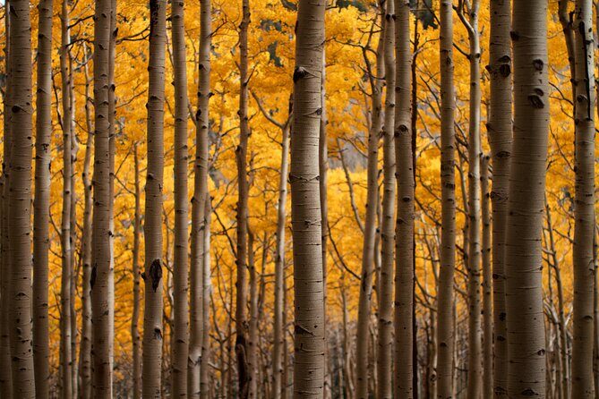 Forest Bathing and Meditation on Mt Lemmon - Who Should Consider This Tour?