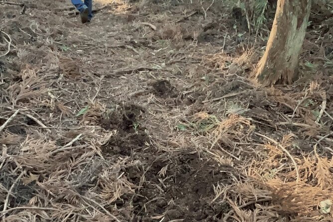 Forest Bathing in Temple and Enjoy Onsen With Healing Power - Savoring the Local Cuisine