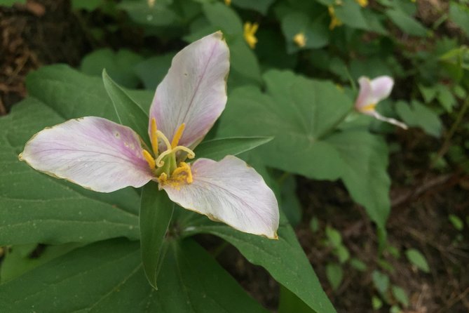 Forest Park Urban Hiking Tour, Portland - Frequently Asked Questions