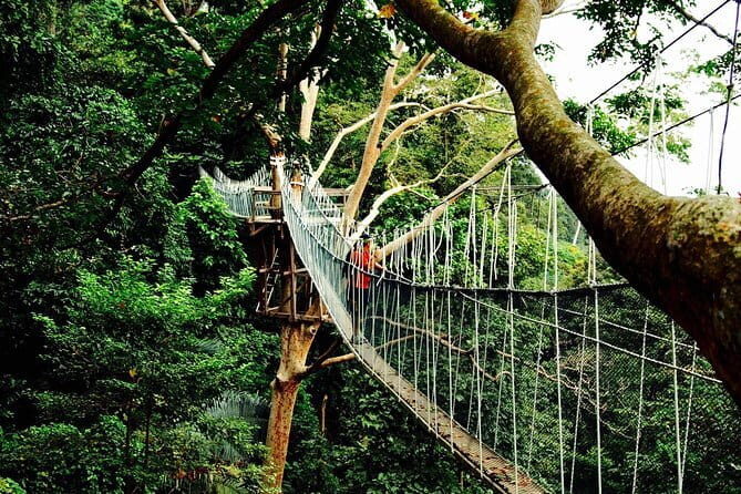 Forest Research Institute Malaysia (FRIM) Nature Trekking Tour - An In-Depth Look at the FRIM Nature Trekking Tour