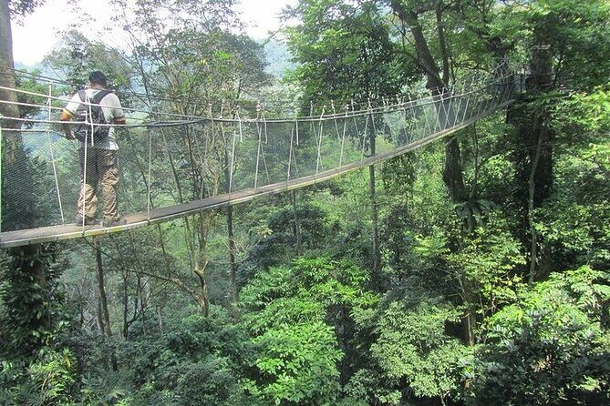 Forest Research Institute Malaysia FRIM Rainforest Private Tour - An In-Depth Look at the Forest Research Institute Malaysia (FRIM) Private Tour