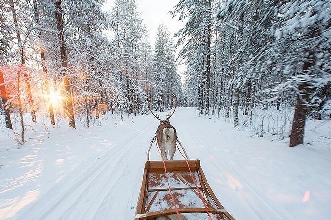 Forest Trail Reindeer Safari - Unraveling the Experience’s Charm and Its Limitations