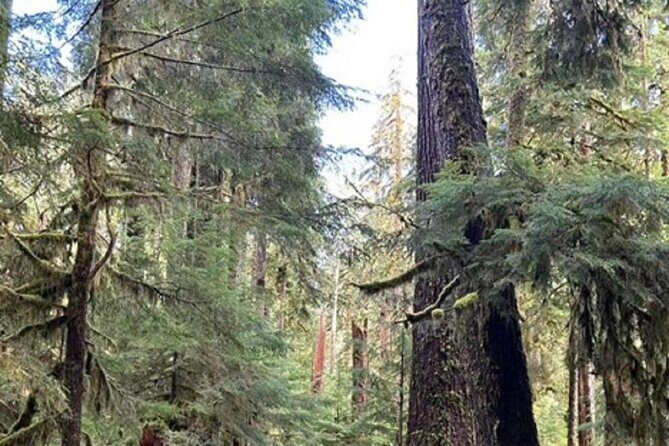 Forks Town, Twilight Movie, Olympic Small Group 1 Day Tour - Returning with Sunset Views