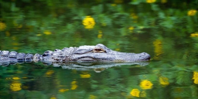 Fort Lauderdale: Everglades Express Tour with Airboat Ride - An In-Depth Look at the Everglades Express Tour