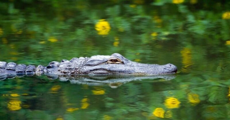 Fort Lauderdale: Everglades Express Tour with Airboat Ride - The Value of the Experience
