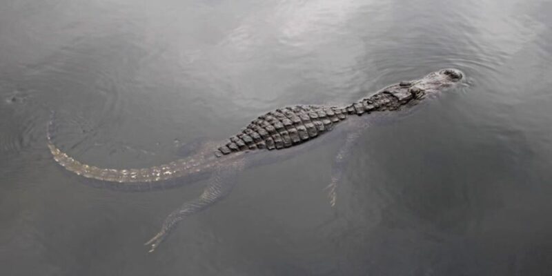 Fort Lauderdale: Everglades Express Tour with Airboat Ride - Who Will Love This Tour?