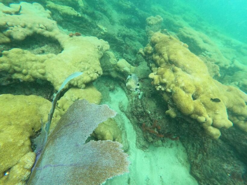 Fort Lauderdale: Guided Snorkeling Reef Tour and Lesson - Price and value