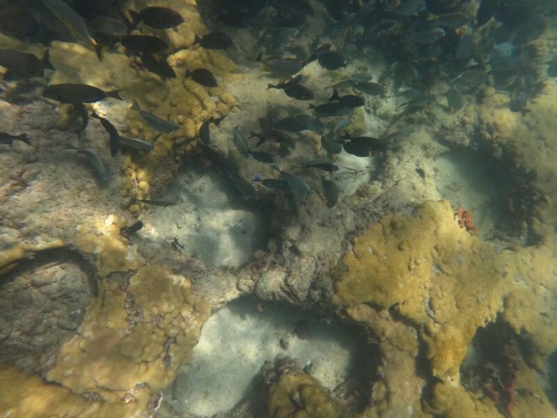 Fort Lauderdale: Guided Snorkeling Reef Tour and Lesson - The Sum Up