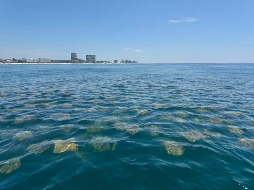 Fort Lauderdale: Parasailing on Fort Lauderdale Beach - The Experience: What to Expect