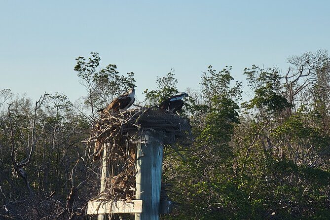 Fort Myers Beach Sightseeing with Shark Teeth and Shelling Tour - Exploring the Fort Myers Beach Sightseeing with Shark Teeth and Shelling Tour