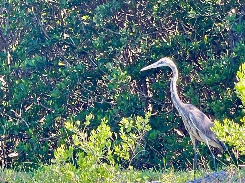 Fort Pierce: 4-hr Mangroves & Dolphin Watch Sandbar in FL - Exploring the Journey: What You Can Expect