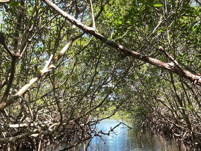 Fort Pierce: 6-hr Mangroves, Coastal Rivers & Wildlife in FL - Winding Rivers and Lagoon Passages