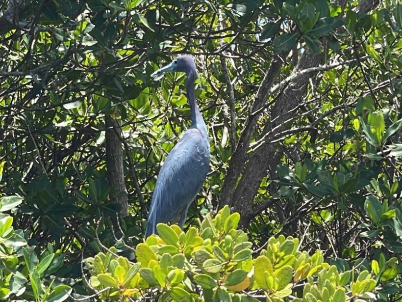Fort Pierce: 6-hr Mangroves, Coastal Rivers & Wildlife in FL - Sandbars and Dolphin-Watched Spots