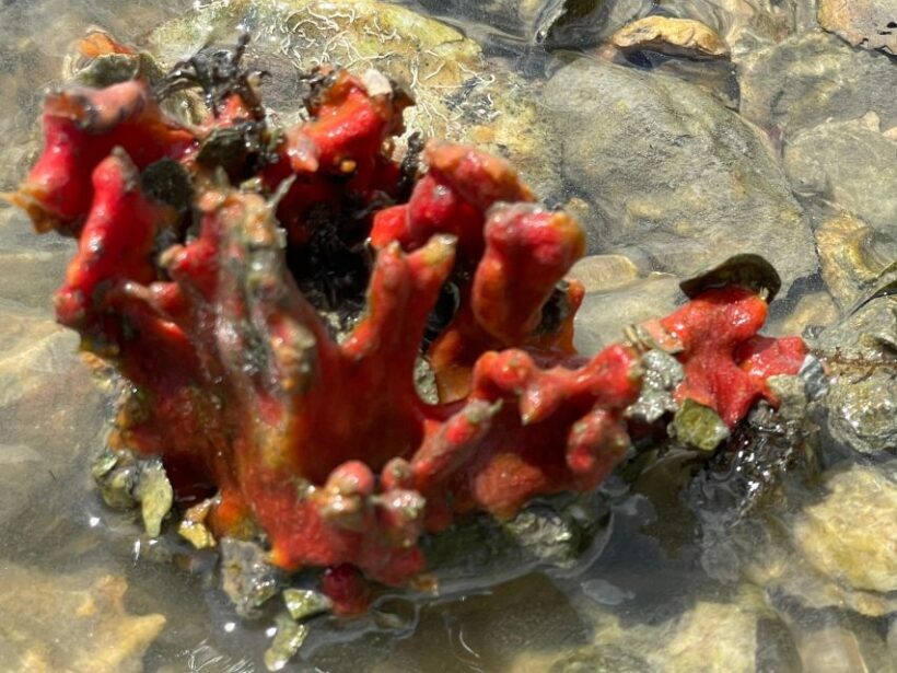 Fort Pierce: 6-hr Mangroves, Coastal Rivers & Wildlife in FL - The Motorized Return and Wildlife Watching