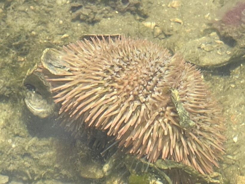 Fort Pierce: 6-hr Mangroves, Coastal Rivers & Wildlife in FL - Equipment and Comfort