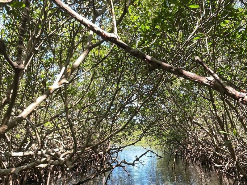 Fort Pierce: 6-hr Mangroves, Coastal Rivers & Wildlife in FL - FAQs